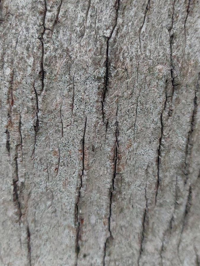 Brown Coconut Tree Pattern, Straight Lines Stock Image - Image of tree ...