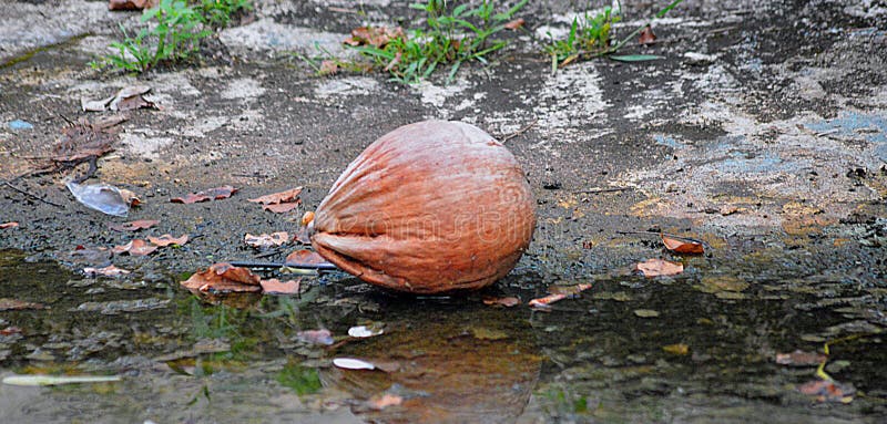 Brown Coconuts Fall from the Tree when they are Old. Stock Image ...