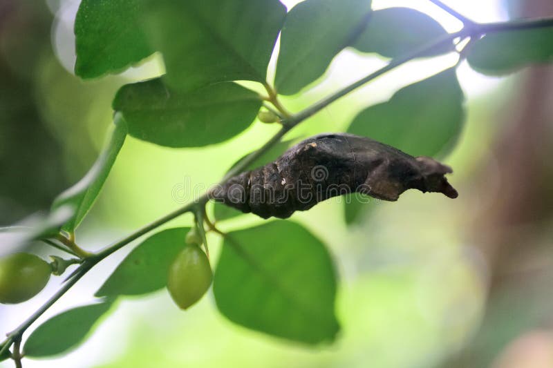 Brown Cocoon at Leaf, Insect Background Stock Image - Image of softness ...