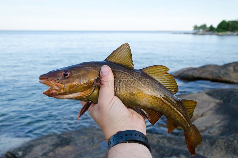 Portrait of brown cod stock photo. Image of seafood, fishing - 21936638