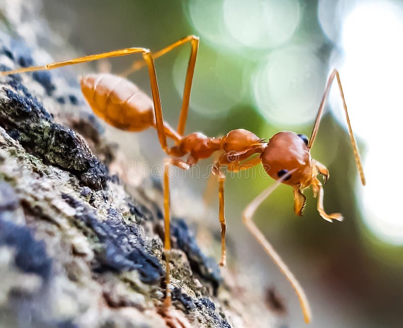 Brown Color Ant Stand on the Trees Bark and Green Background in the ...