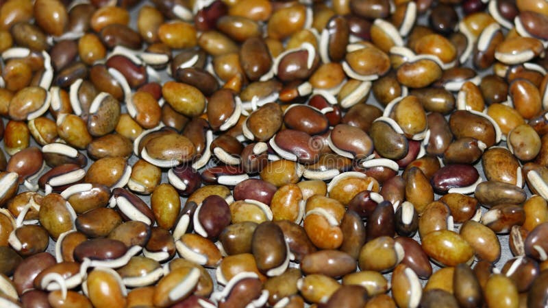 Color Beans Close Up Shot Isolated Stock Image - Image of grain ...