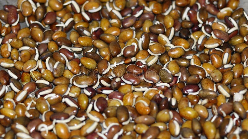 Color Beans Close Up Shot Isolated Stock Image - Image of natural, food ...