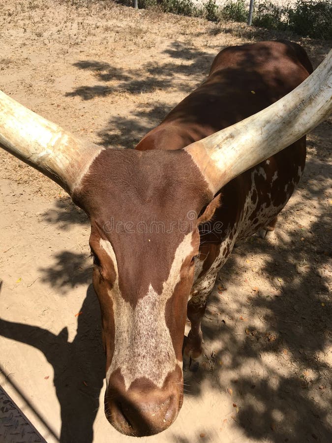 Brown Color Bull with Big Horns Stock Photo - Image of bull, cattle ...