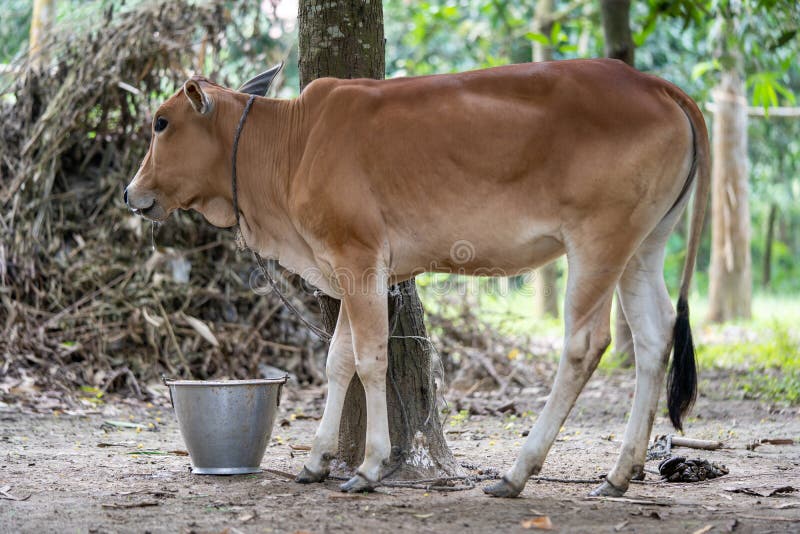 Brown color cow the calf stock photo. Image of mammal - 252647534