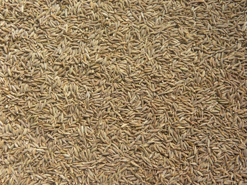 Brown color Cumin seeds stock image. Image of cuminum - 145939011
