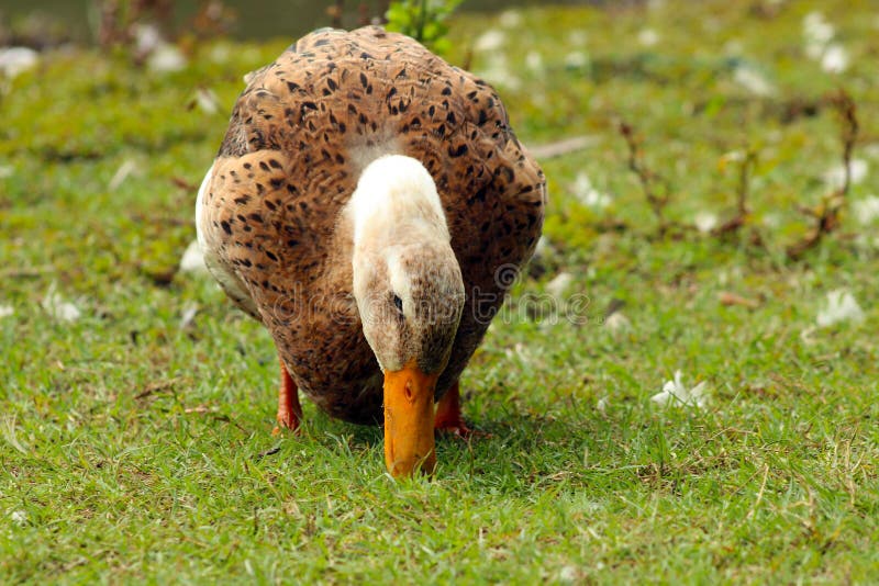 Brown color ducks on grass stock photo. Image of close - 60327668