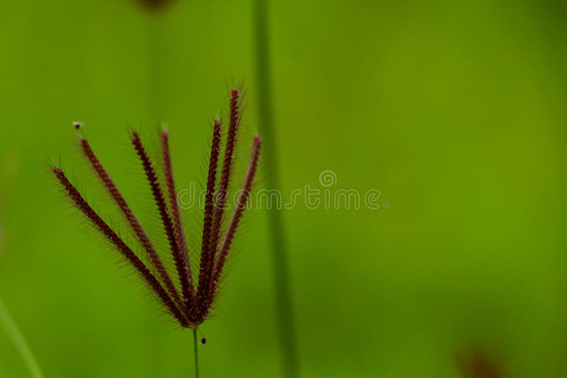 Brown Color Flower of a Weed Grass from Western Ghats Stock Photo ...