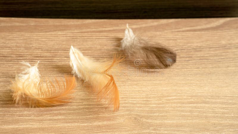 Brown Color Fluffy and Fragile of Chicken Feather Fall on Wooden Table ...