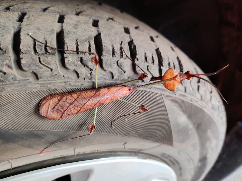 Brown Color Insect on Car Wheel Closeup Stock Image - Image of green ...
