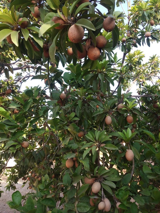 Chiku fruit stock image. Image of pluck, plant, brown - 3936575