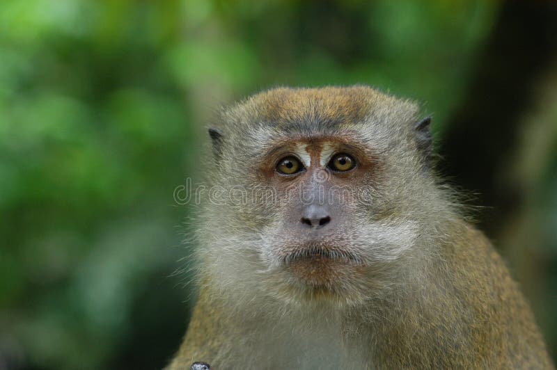 Brown color monkey stock image. Image of foods, parks - 2630001