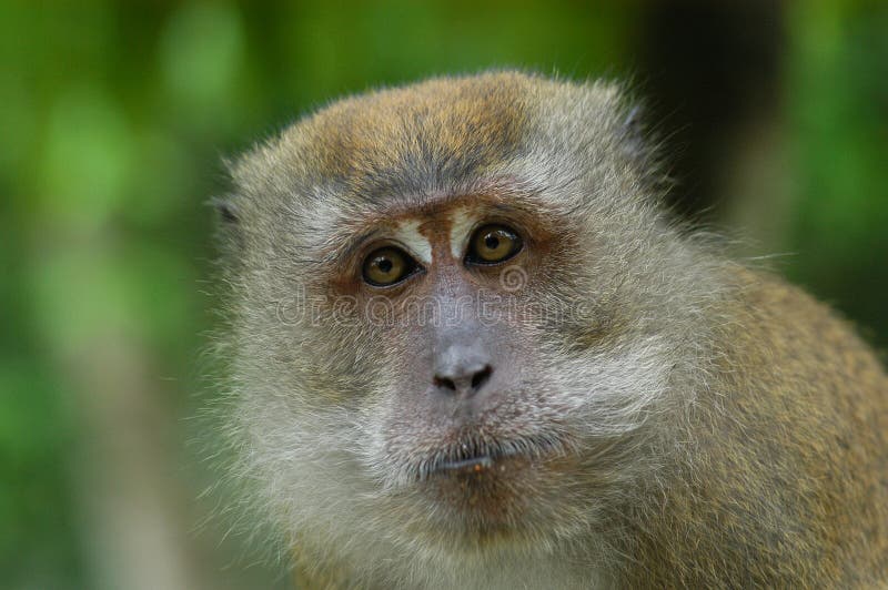Brown color monkey stock photo. Image of animals, wildlife - 2630004