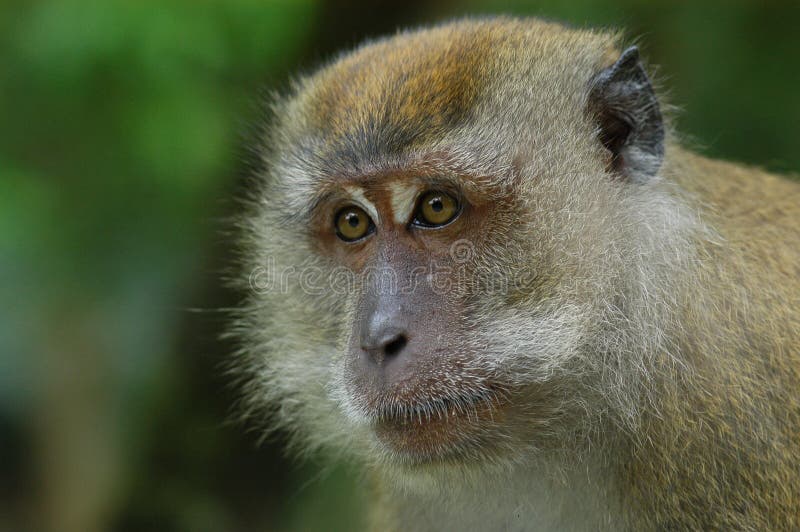 Brown color monkey stock image. Image of gardens, looking - 2630007