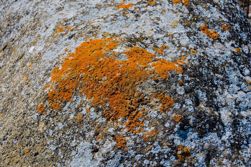 Brown Color Moss on the Rock Stock Image - Image of landslide, texture ...