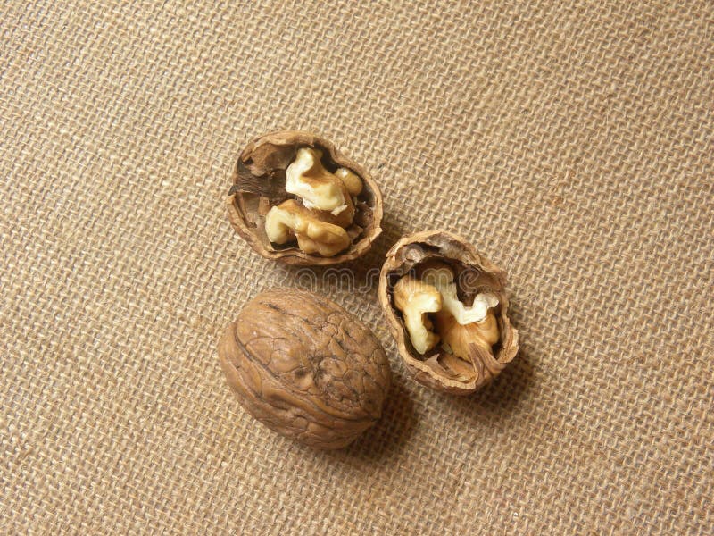 Whole and open Walnut stock image. Image of drupe, dried - 183212807