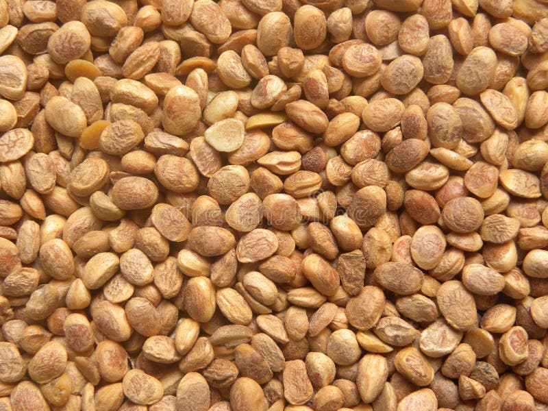 Cuddapah Almond/ Hamilton Mombin Stock Photo - Image of charoli ...