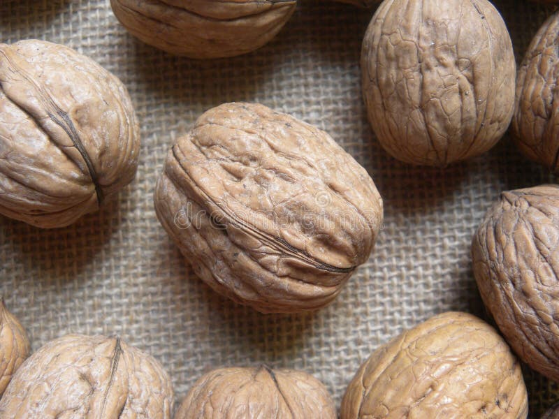 Brown Walnut in shell stock image. Image of shell, edible - 183205091