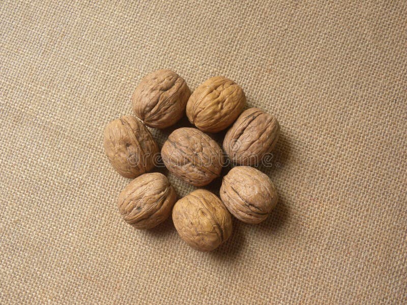 Brown Walnuts in shell stock image. Image of broken - 183205133