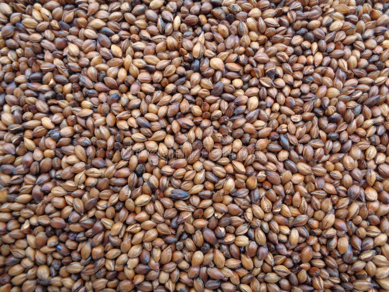 Brown Color Roasted Barley, Close-up for Background Stock Photo - Image ...