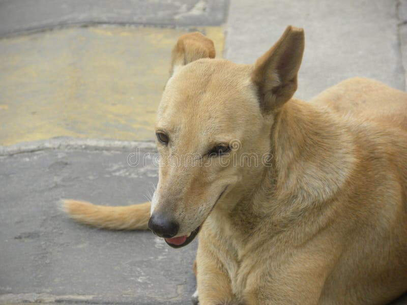 Cute Brown and White Color Stray Dogs Sitting on Street Stock Image ...