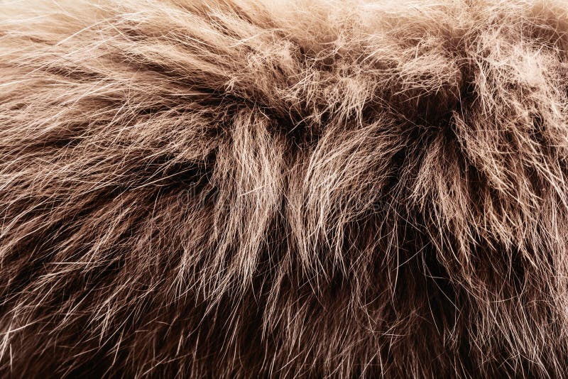 Brown Colored Animal Fur Texture Backdrop Photo Stock Image - Image of ...