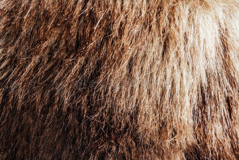 Brown Colored Animal Fur Texture Backdrop Photo Stock Photo - Image of ...