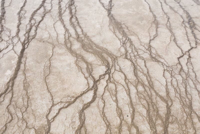 Brown Colored Bacteria at Yellowstone Stock Photo - Image of detail ...