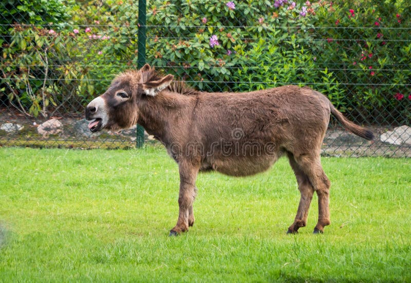 Donkey in a field stock image. Image of heehaw, grey - 121797017