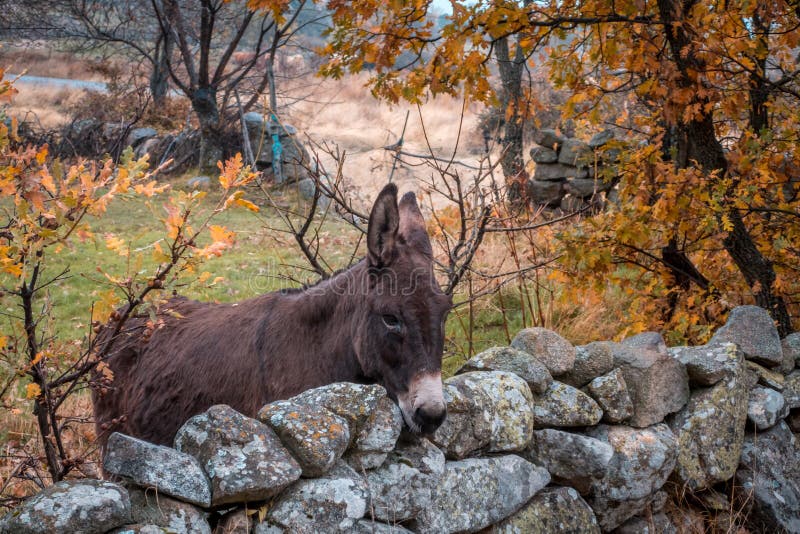 Brown-colored Donkey in a Field Captured during Autumn Stock Image ...