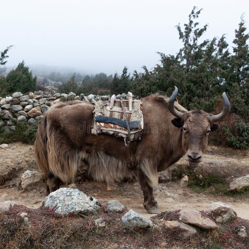 Brown Colored Himalayan Yak on Trail in Nepal on. Stock Photo - Image ...