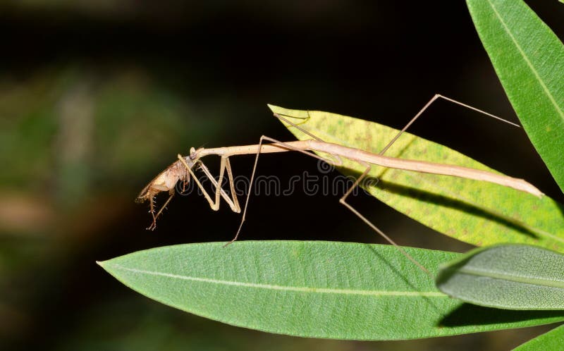 Stick Insect Eating a Cockroach in Oleander Leaves. Stock Image - Image ...