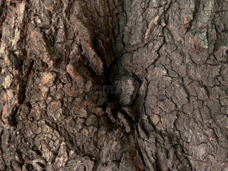 Brown Colored Tree Shell Rough Texture Background Stock Image - Image ...