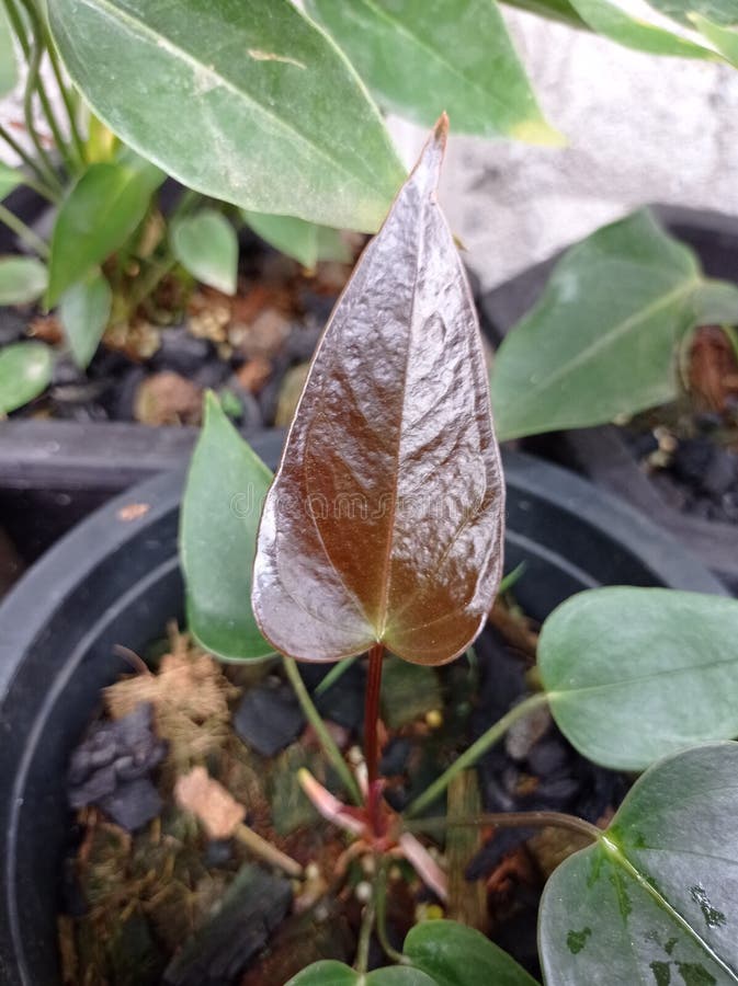 Brown Colour Anthurium Leaf Stock Image - Image of expensive, vegetable ...