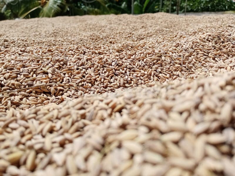Brown colour rice seeds stock photo. Image of brown - 209359874