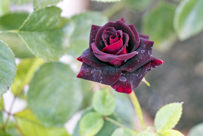 Brown colour rose stock image. Image of closeup, roseflower - 238319511