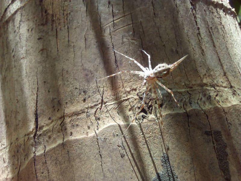 Brown Colour Spider on the Coconut Surface Stock Photo - Image of ...