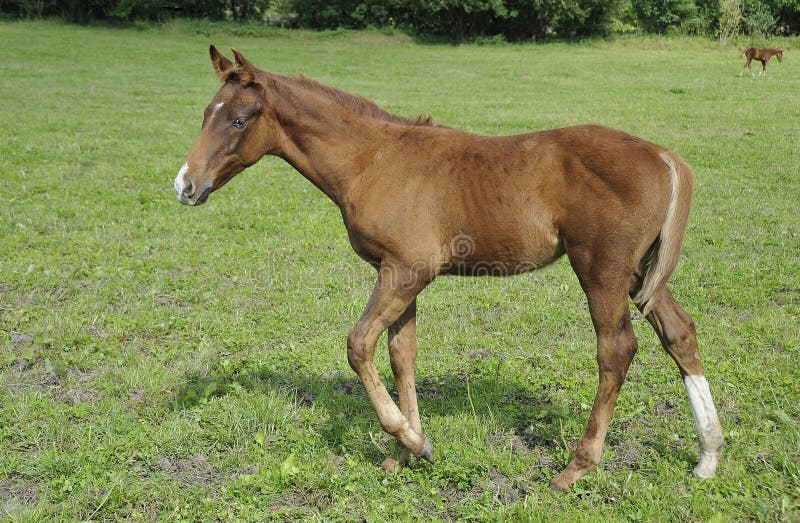 Brown colt stock image. Image of nice, colt, ginger, baby - 16218189