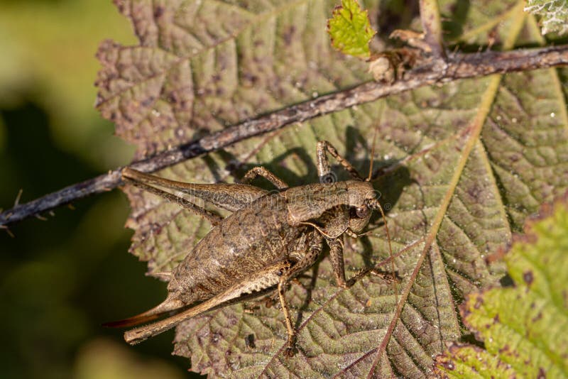 Brown Common Bush Insect Sits Well Camouflaged on a Brown Leaf Stock ...