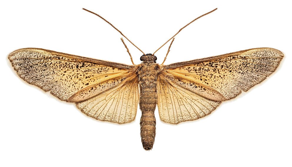 Brown Common Clothing Moth Isolated on White Stock Image - Image of ...