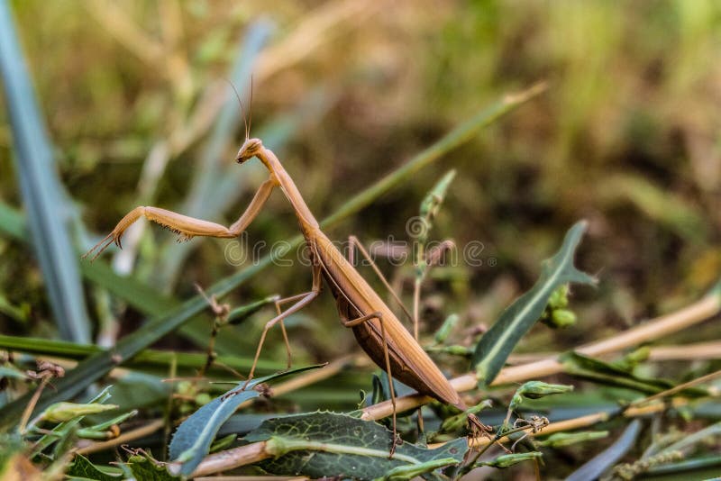 Brown Common Mantis Mantis Religious Stock Image - Image of brown ...
