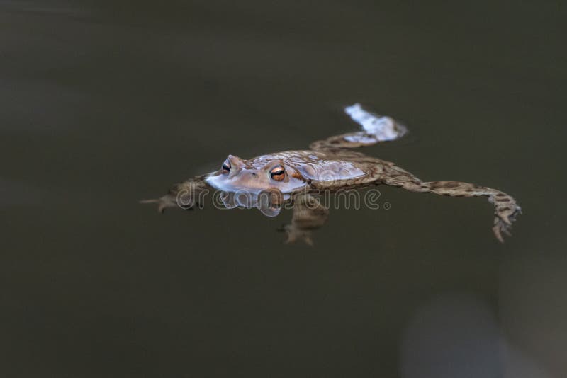 Brown Common Toad Frog Floating on the Surface of a Pond Stock Photo ...