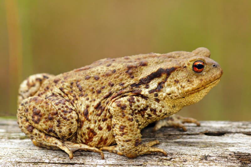 Common brown toad head stock image. Image of cute, large - 120298195