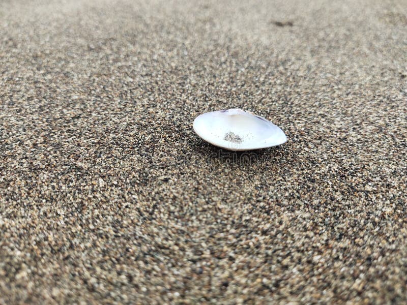 Plate Conch Laying in the Beach Stock Image - Image of brown, laying ...
