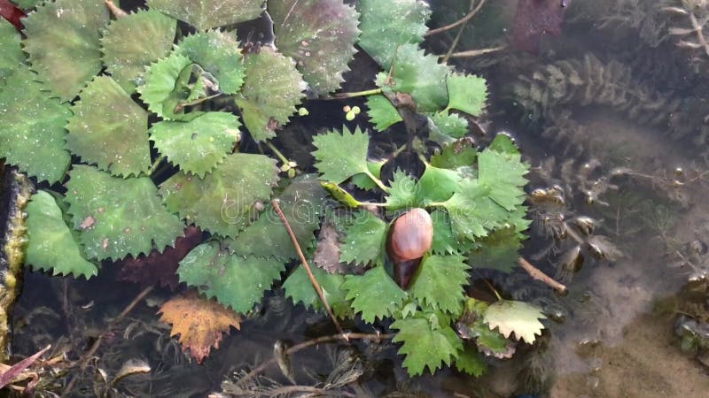 Brown Conch Shell on Green Water Plant Stock Video - Video of evening ...