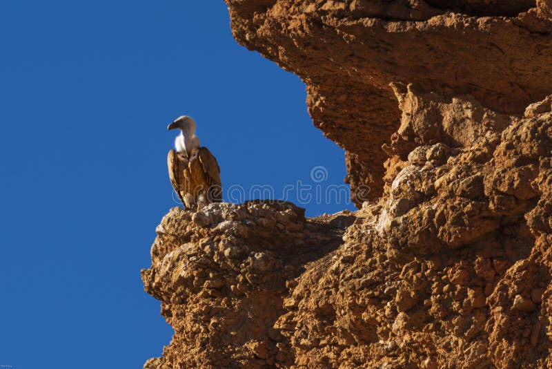 Brown Condor Sitting on a Rock Stock Photo - Image of natural, beak ...