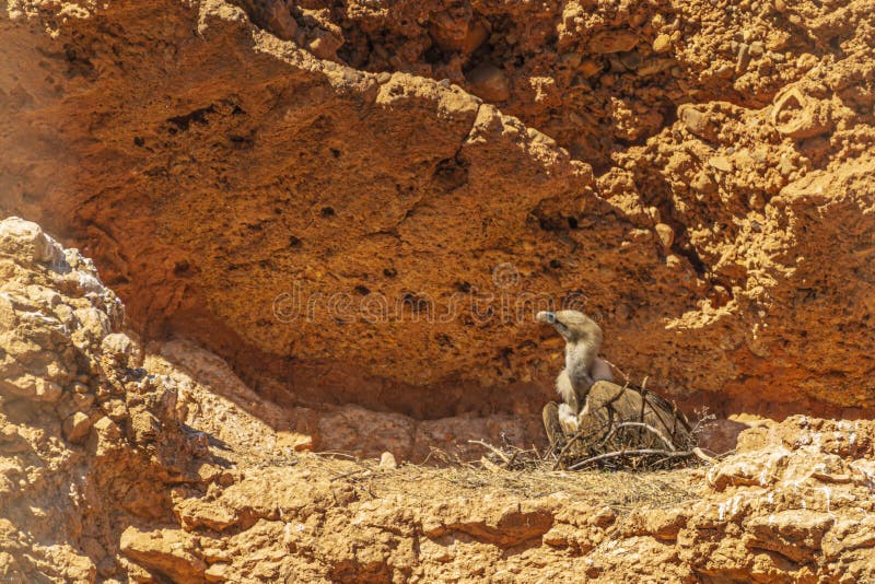 Brown Condor Sitting on a Rock Stock Image - Image of animal, sitting ...