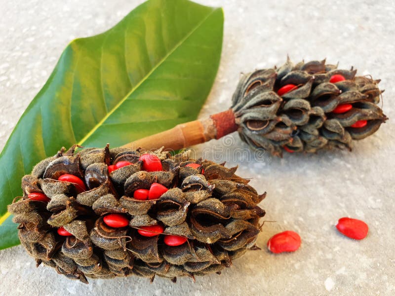 Magnolia seeds and fruit stock photo. Image of gree, flower - 47216568
