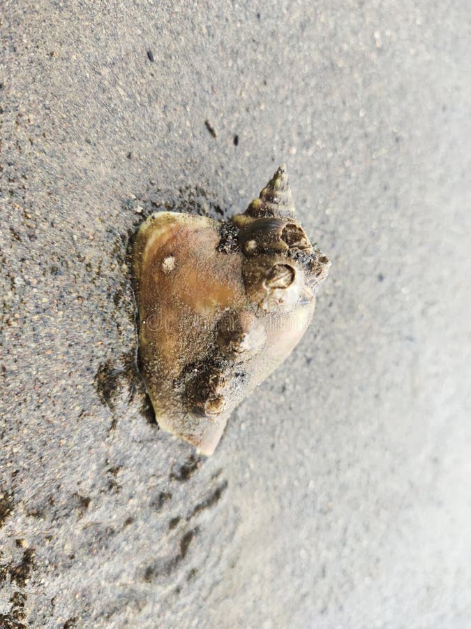Brown Coral Conch Laying in the Beach Stock Image - Image of beach ...