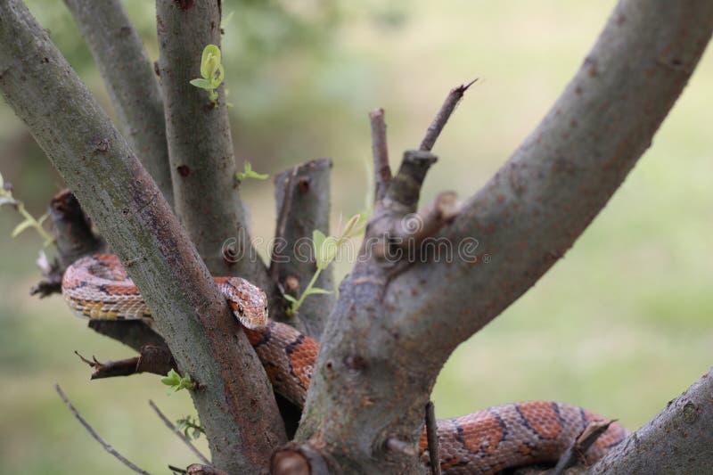 Corn snake on a tree stock image. Image of trunk, twig - 337005135